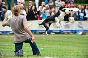 Dog frisbee displays at Paws in the Park | Post