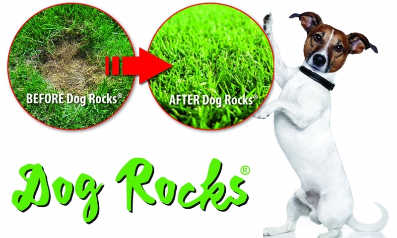 Dogs Rocks Launches Bulk Bags | Post