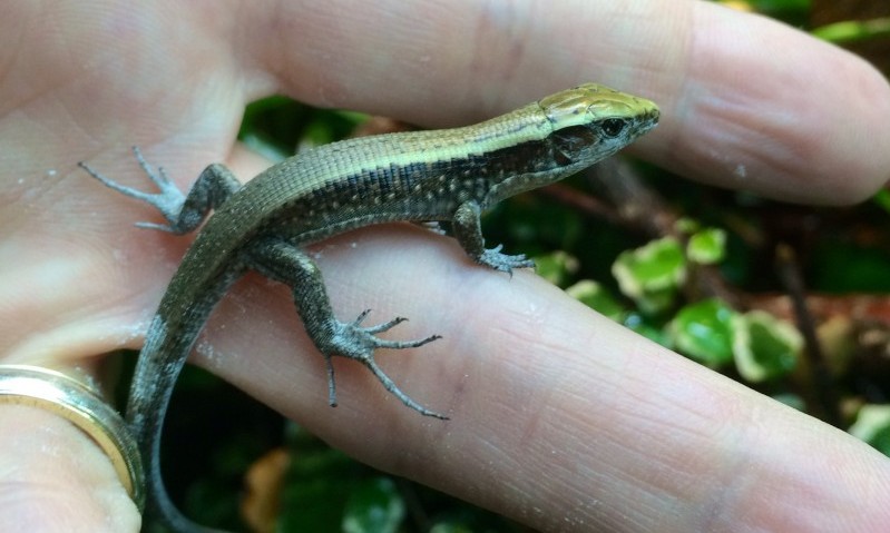 Madagascan plated lizard bred in captivity | Post