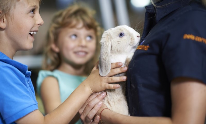 Sales of rabbits on hold at pet retailer | Post