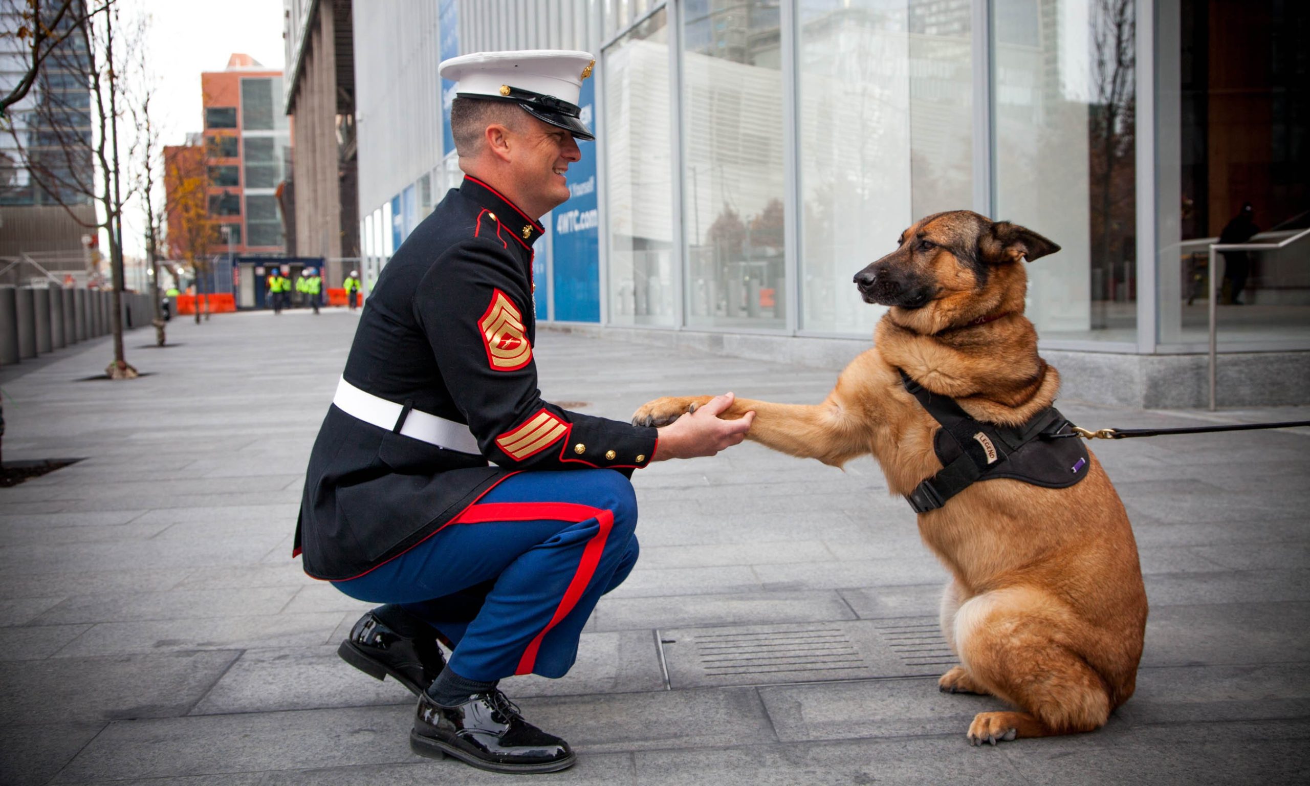 US Marine Corps dog honoured with prestigious medal | Post