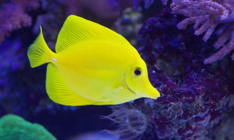 Report reveals benefits of wild-caught ornamental fish | Pet Gazette