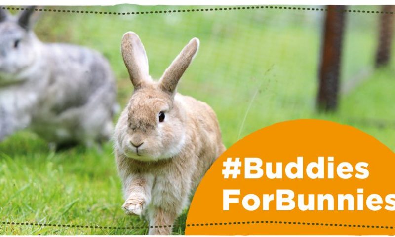 Rabbit Welfare Week promotes #BuddiesForBunnies | Post