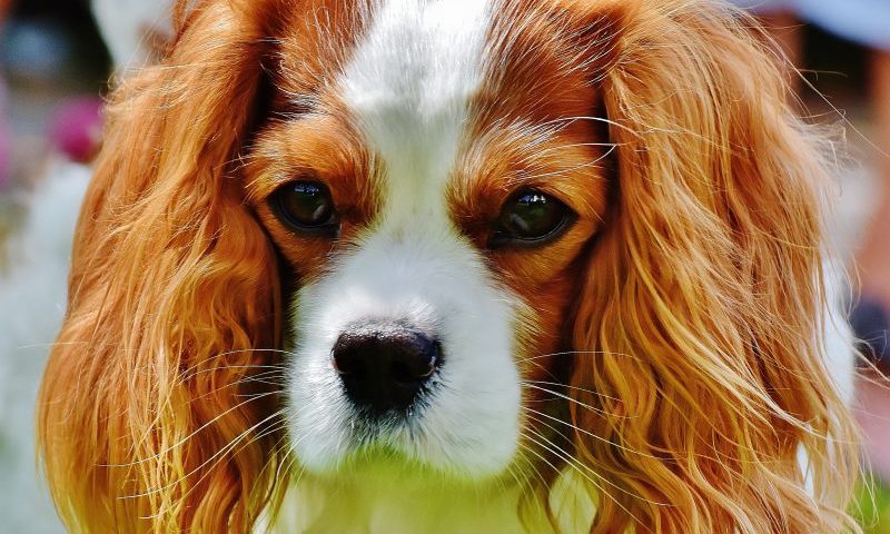 Most Popular Pet Names Revealed Post most-popular-pet-names-revealed-post