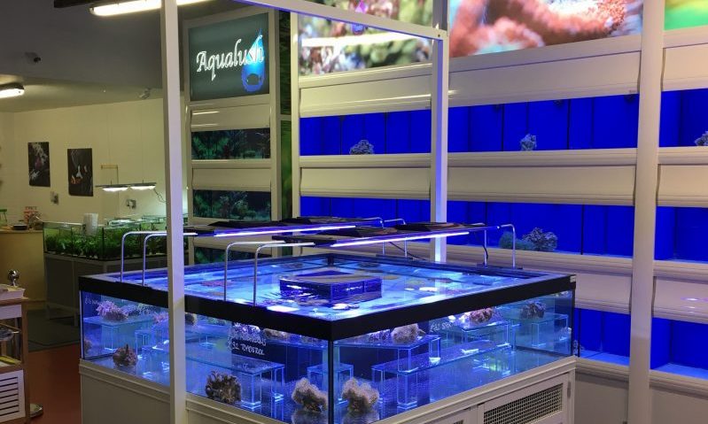 Customers flock to new aquatic store | Pet Gazette