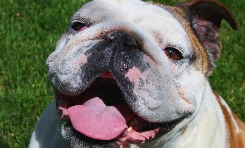 Vets offer advice after Jodie Marsh bulldog CPR video goes viral | Post