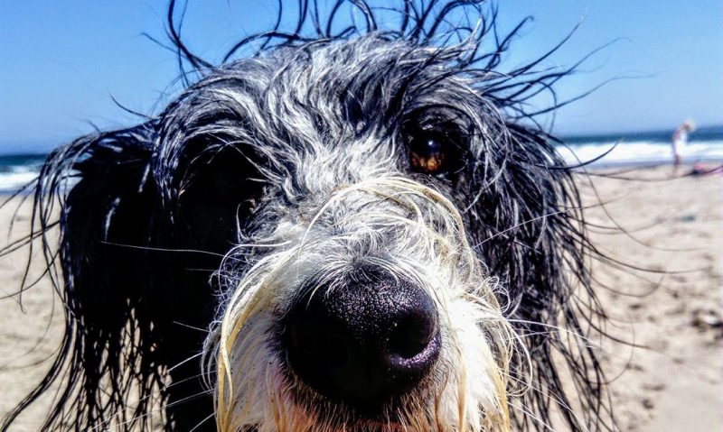 Merial celebrates successful pet parasite campaign | Post