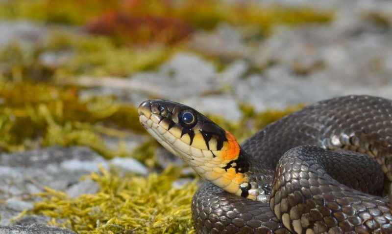 New species of grass snake identified in Southern England | Post