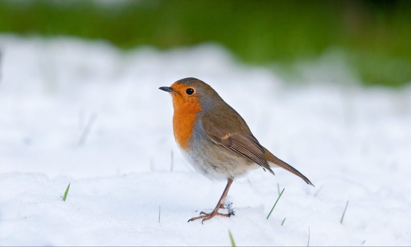 43% of those with outdoor space feed wild birds | Pet Gazette