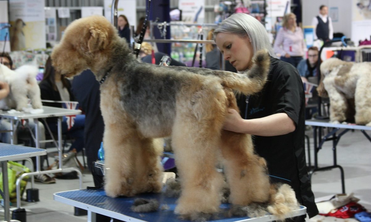 PIF announces British Dog Grooming Championship headline sponsor | Pet ...