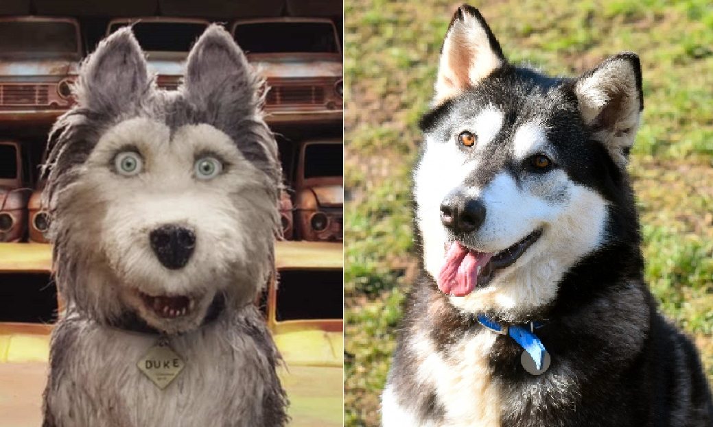 Battersea’s Isle of Dogs lookalikes hoping to find fame and fortune | Post