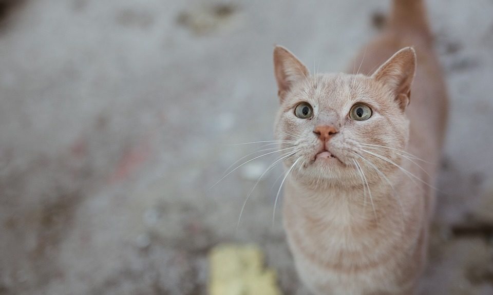 Woman accused of ‘cat theft’ after rehoming cat | Post