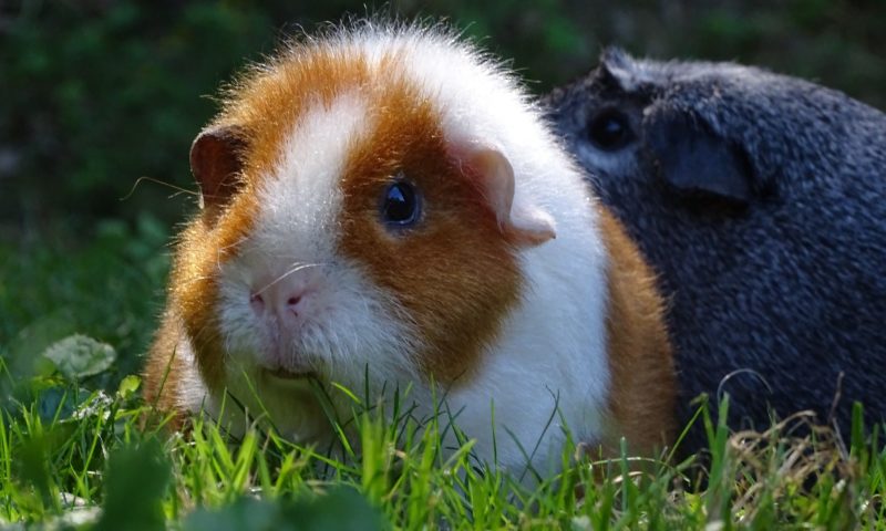 Direct Line Pet Insurance partners with Pet Drugs Online | Post