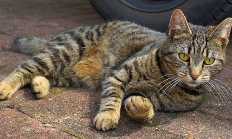 London Assembly votes for mandatory scanning of run over cats | Post