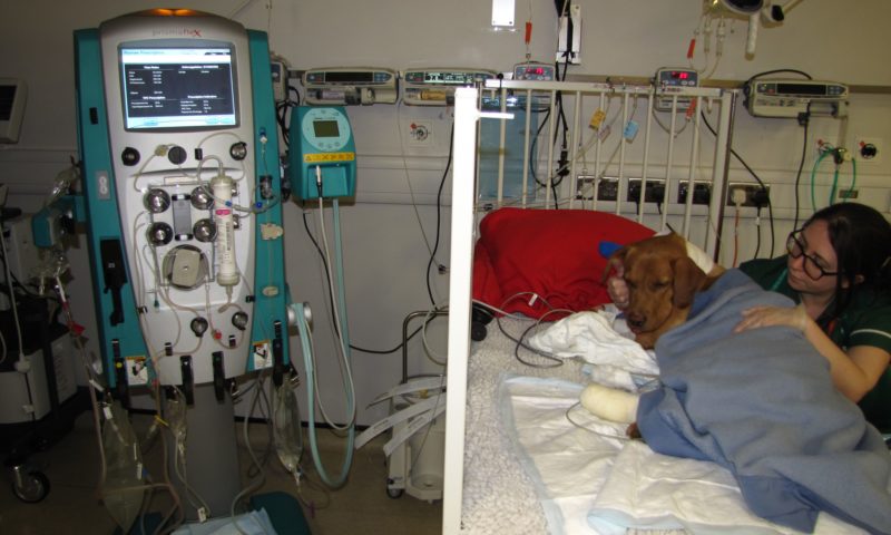 RVC makes breakthrough in treatment of Alabama rot | Post