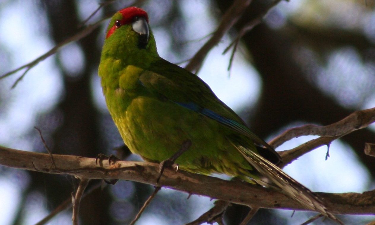 Avian: Kakarikis as pets and aviary birds | Pet Gazette