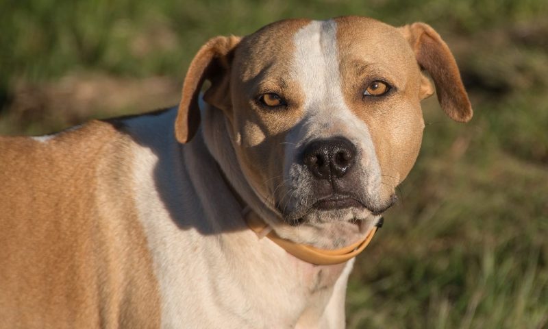 BVA: 'Cautious welcome' to gov’s dangerous dogs report response | Pet ...