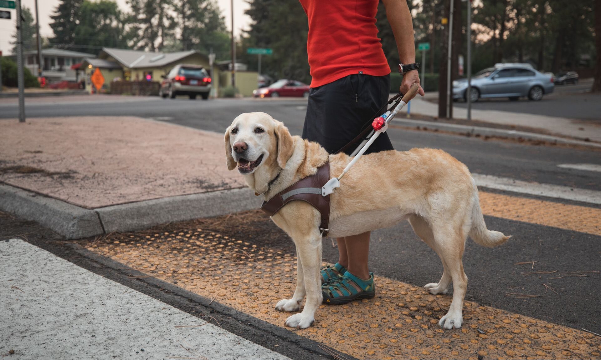 Ruffwear launch new equipment inspired by service dogs | Pet Gazette