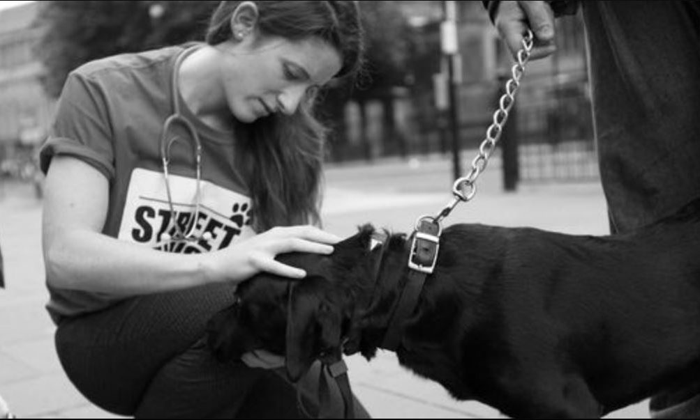 Street Paws to hold fun day for homeless pets | Post