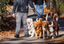 Fresh cat food brand Marro launches in UK | Post