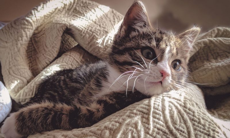 BSB searches for Britain’s most pampered cat | Pet Gazette