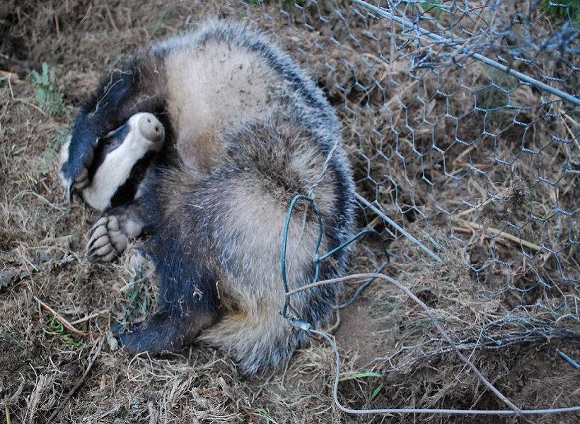 Charity urges public to report snare traps | Post