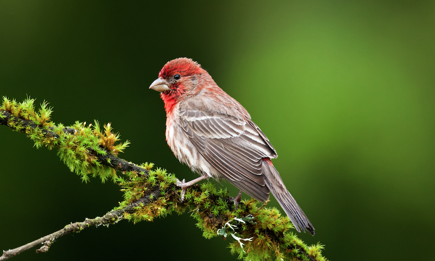 Mexican Rose Finch | Post