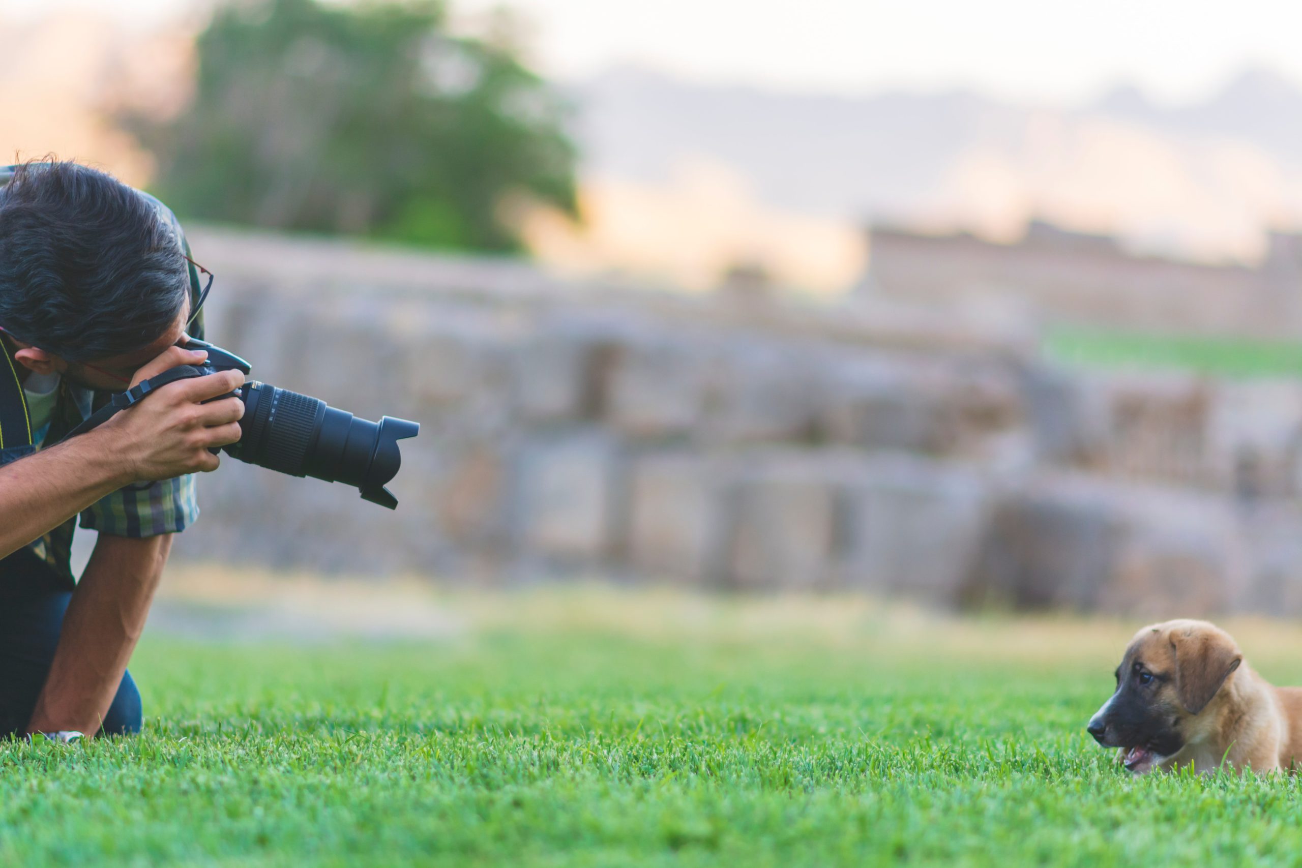 Virtual pet show opens for entries | Pet Gazette