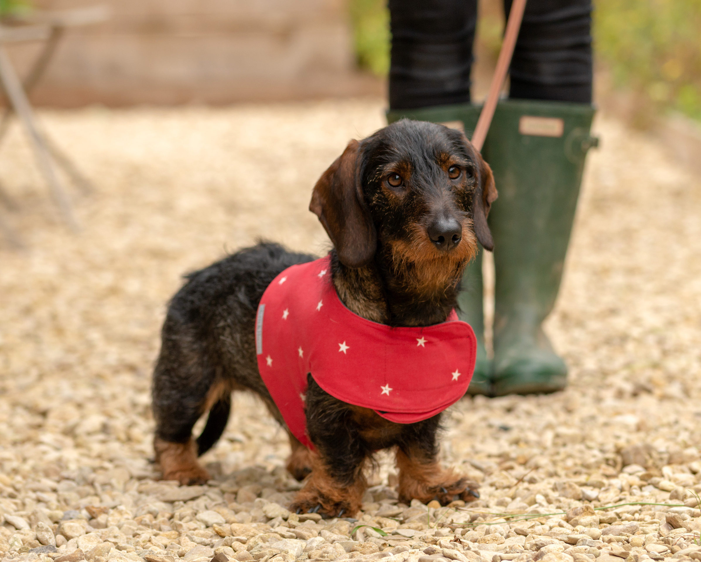 Mutts and Hounds launches in Harrods | Pet Gazette