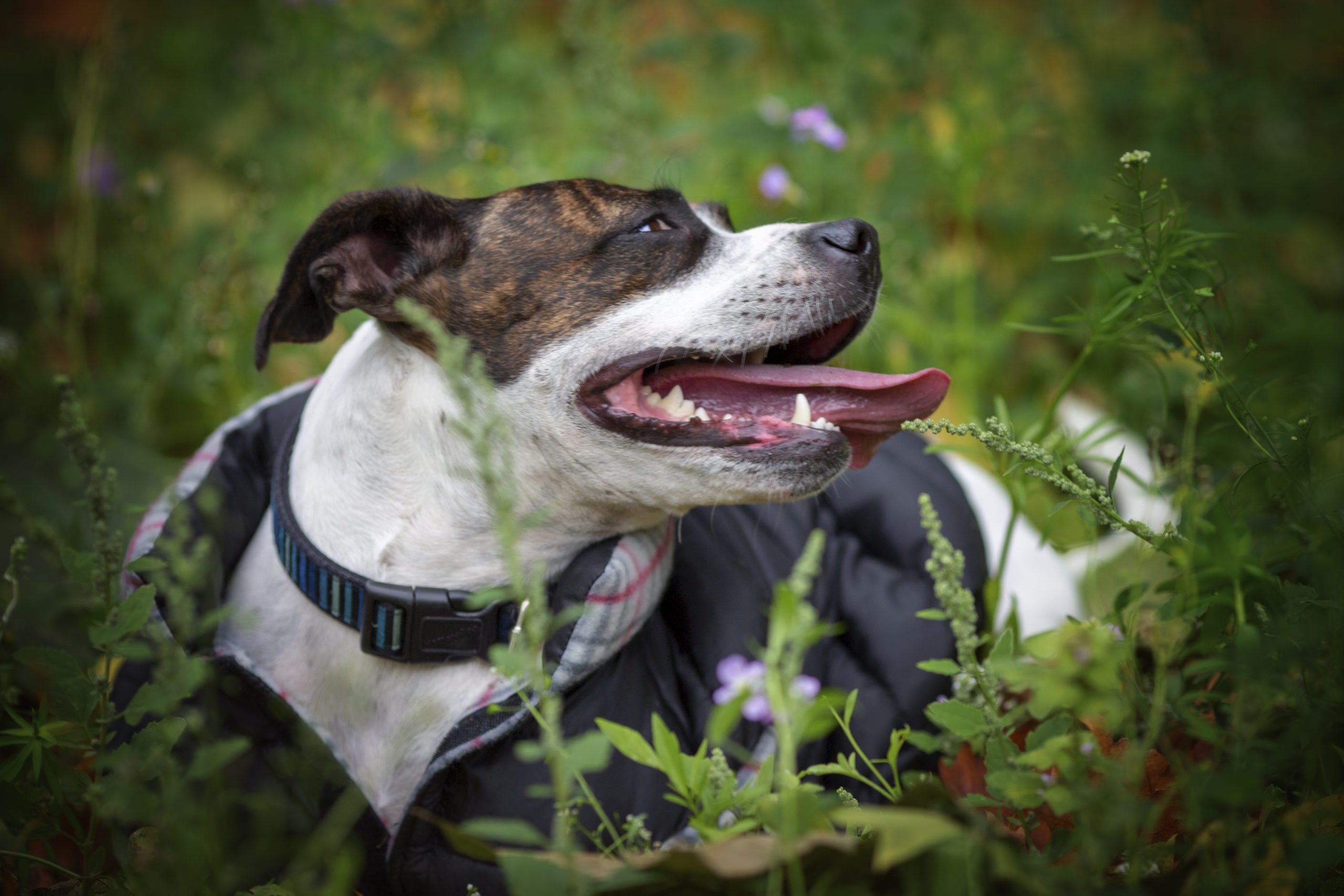 Earth Animal partners with StreetVet | Pet Gazette