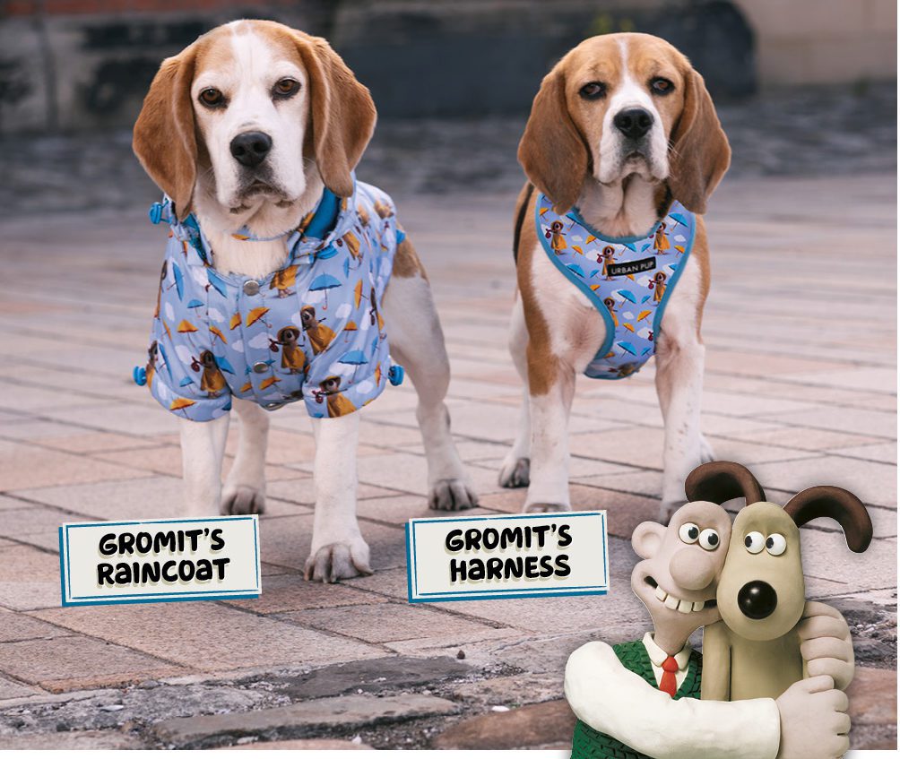Is Gromit A Beagle