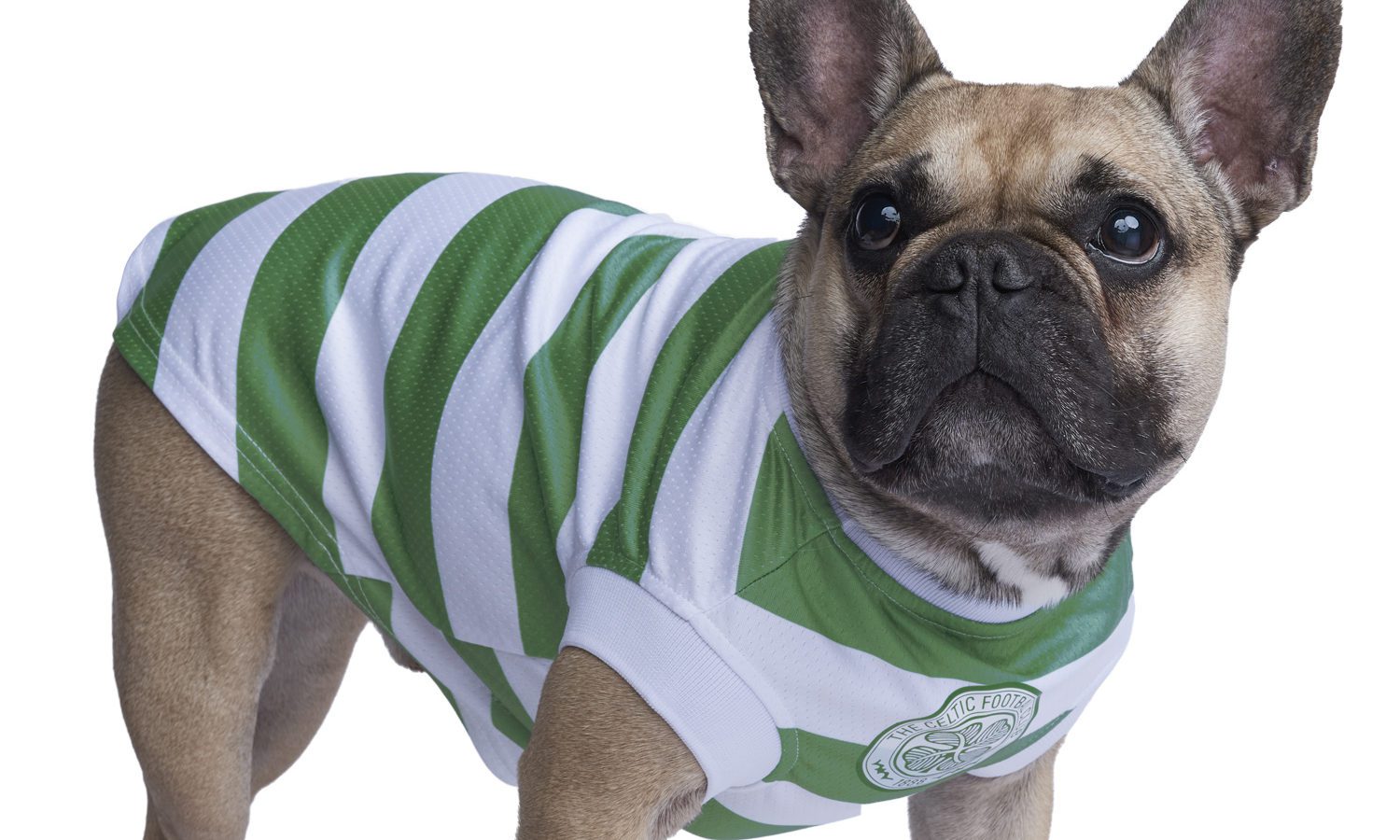 UrbanPup.com launches Celtic F.C. football shirts for dogs | Pet Gazette