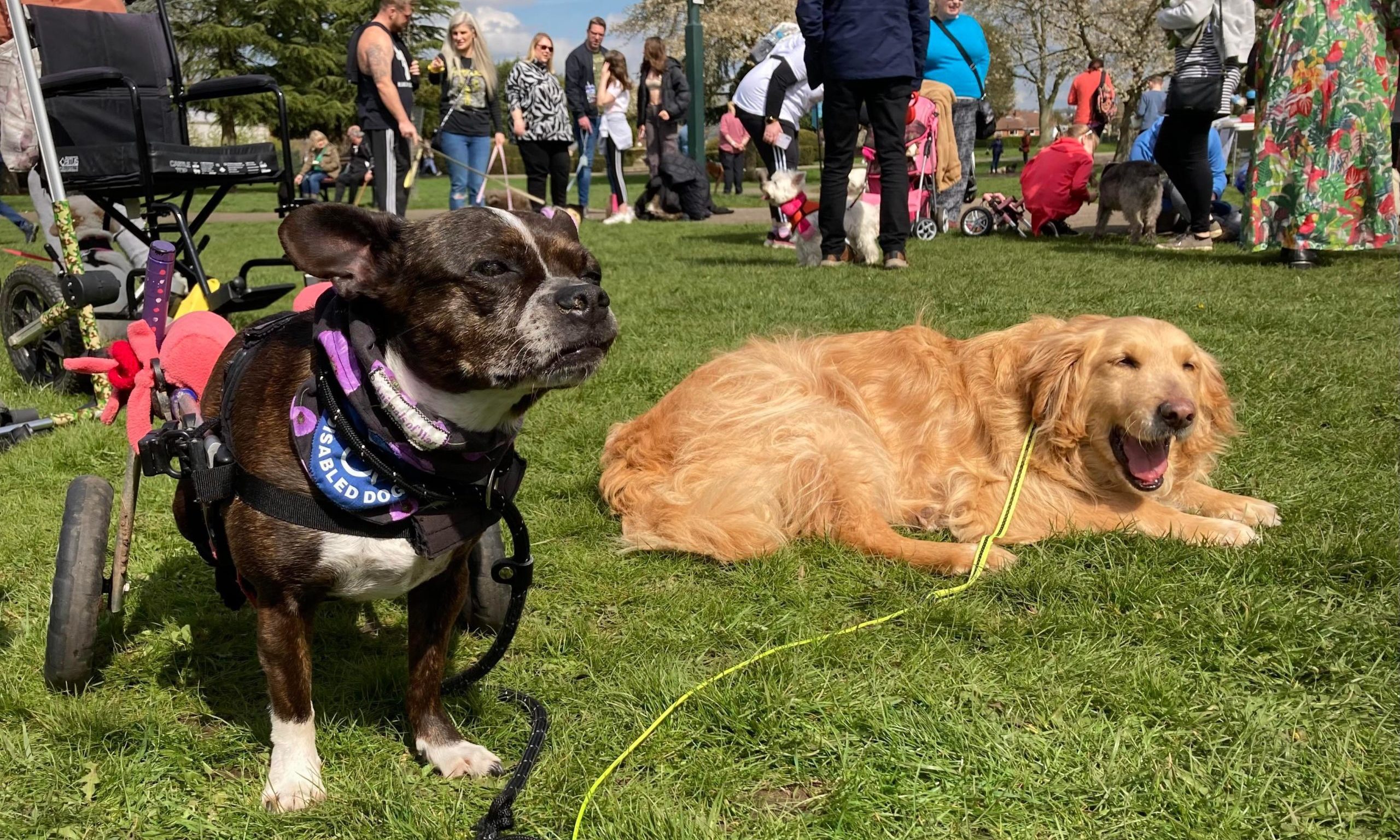 Book Your Pet launches campaign for disabled animals charity | Post