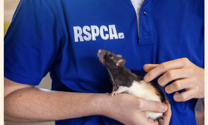 RSPCA celebrates 200th year with new brand and campaign | Pet Gazette