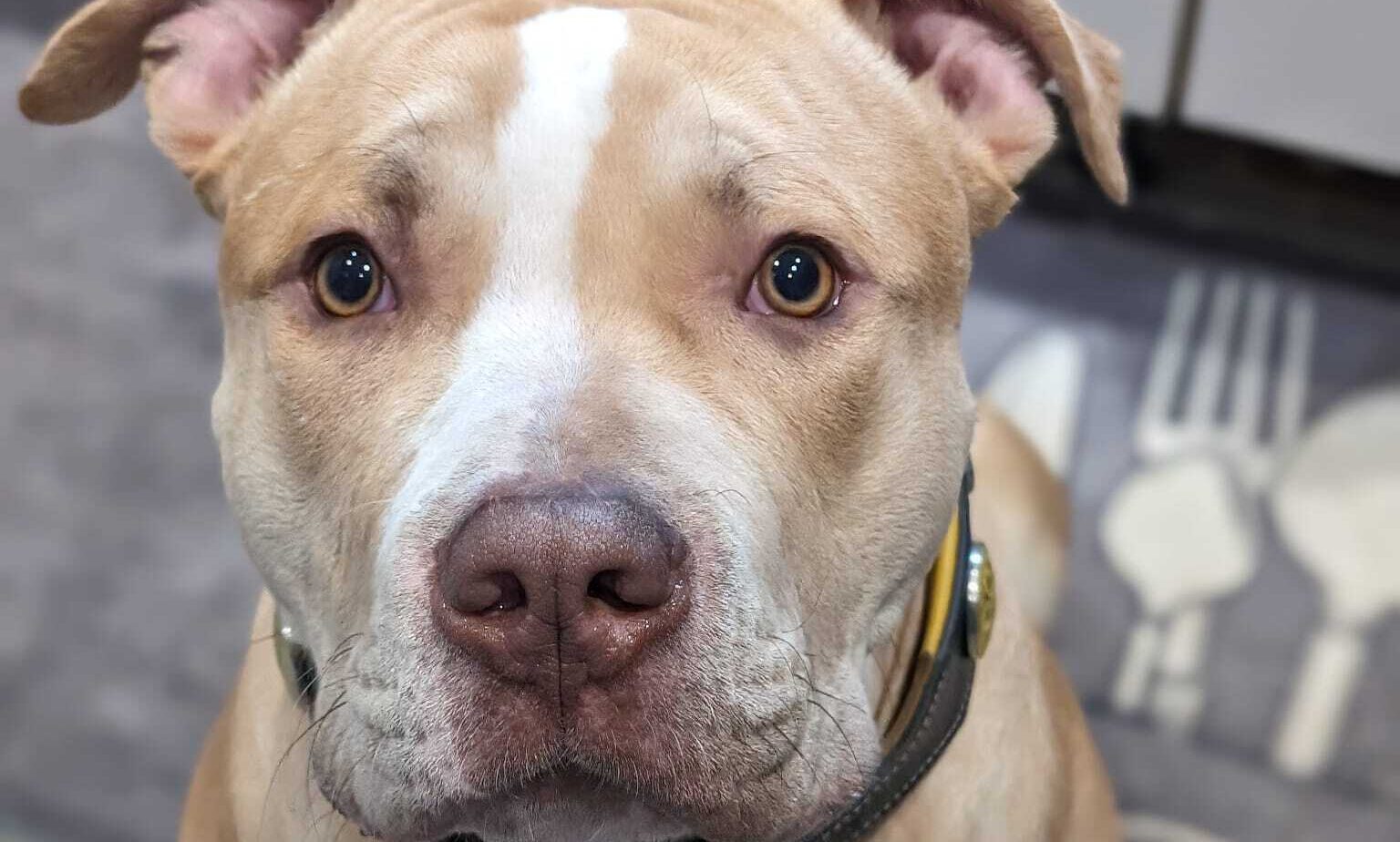 Napo becomes 'first insurer' to cover dangerous dogs | Pet Gazette