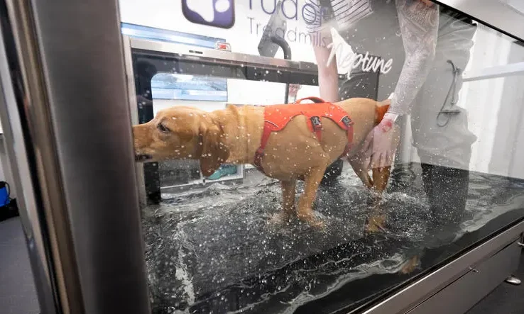 UCLan opens new £40m veterinary school | Pet Gazette